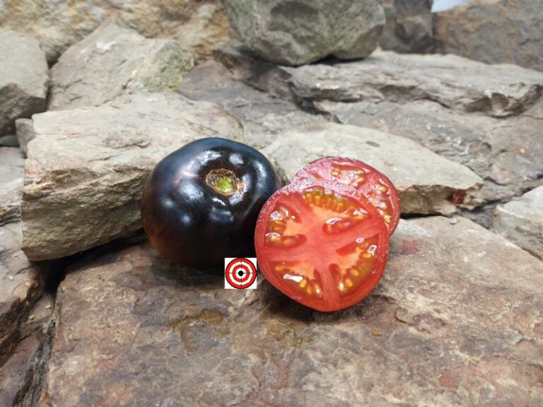 Cosmos Tomato-Bounty Hunter Seeds-Brad Gates Tomato Seeds