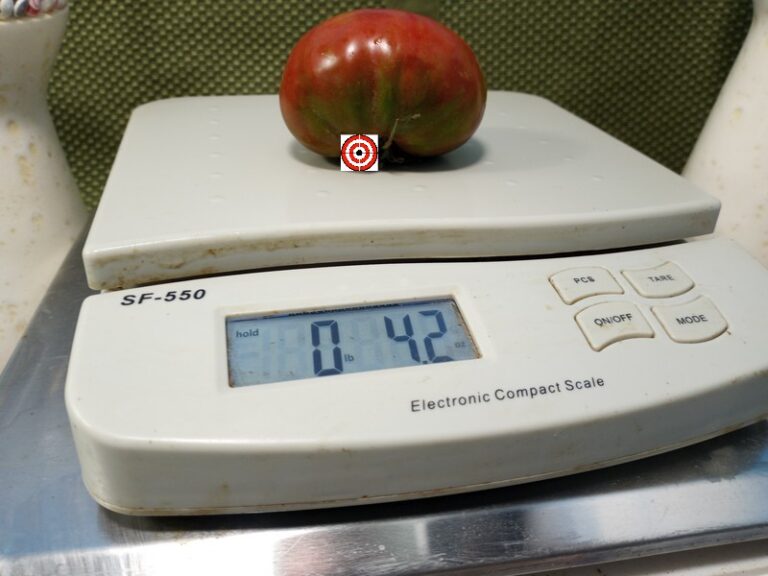 Copperhead Dwarf Tomato-Heirlooms- Bounty Hunter Seeds