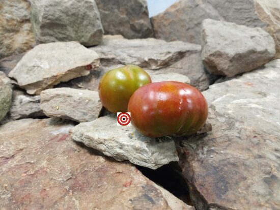 Copperhead Dwarf Tomato-Heirlooms- Bounty Hunter Seeds
