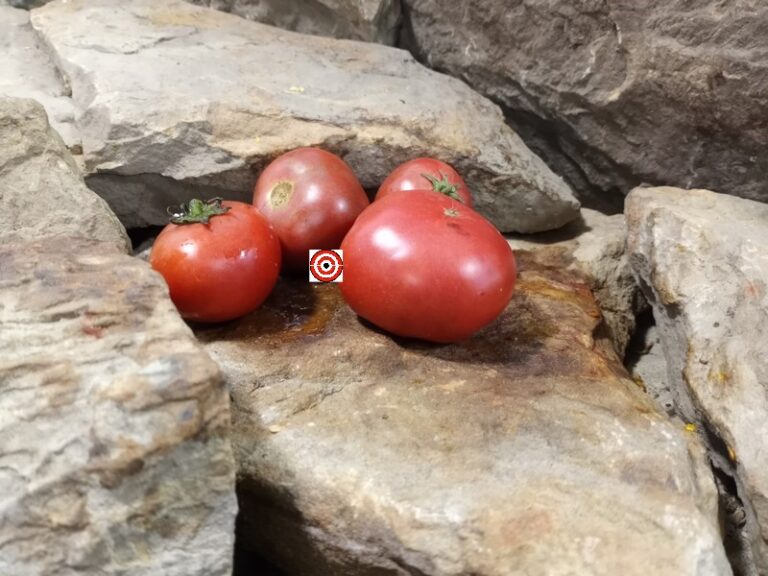 Dwarf Grape Nehi Tomato-Bounty Hunter Seeds-Dean Slater Seed