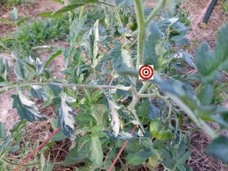 Dwarf Haley's Rainbow RL Tomato- Heirloom-Bounty Hunter Seeds