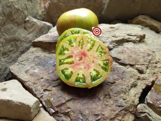 First Mate Tomato-Bounty Hunter Seeds-Rare Heirloom Tomatoes