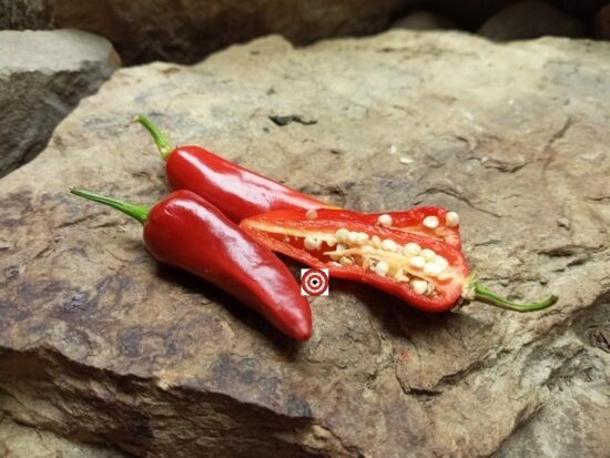 Fish Variegated Pepper-Bounty Hunter Seeds-Heirloom Peppers