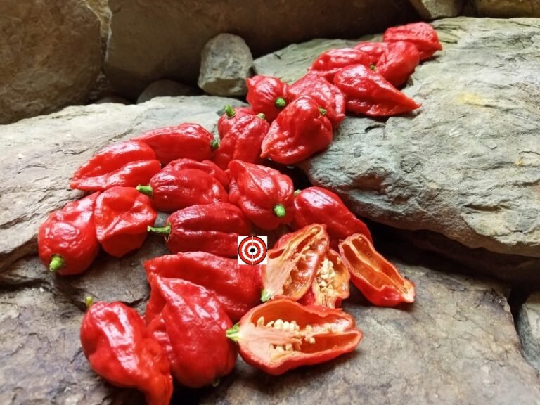 Ghost Pepper-Bounty Hunter Seeds-Rare Heirloom Pepper Seeds