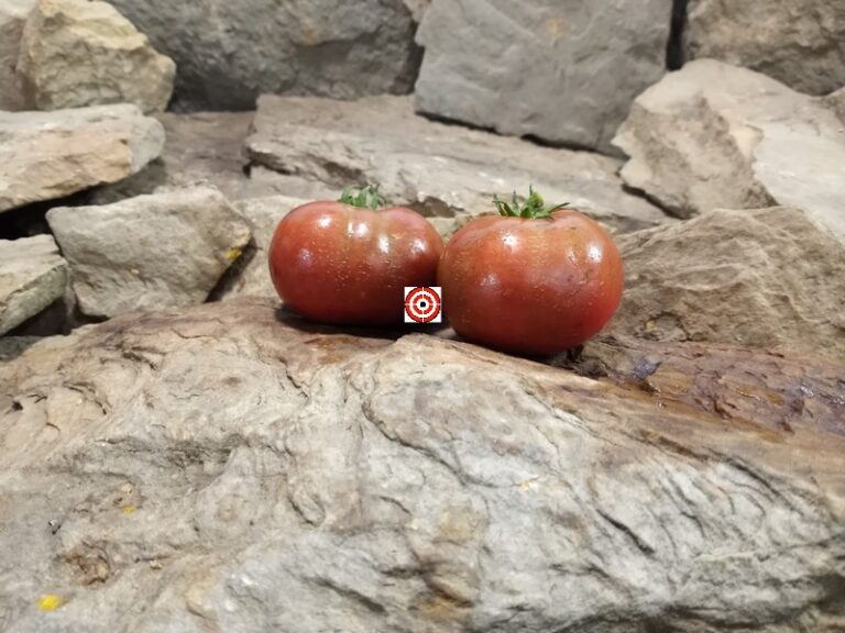 Dwarf Grape Nehi Tomato-Bounty Hunter Seeds-Dean Slater Seed