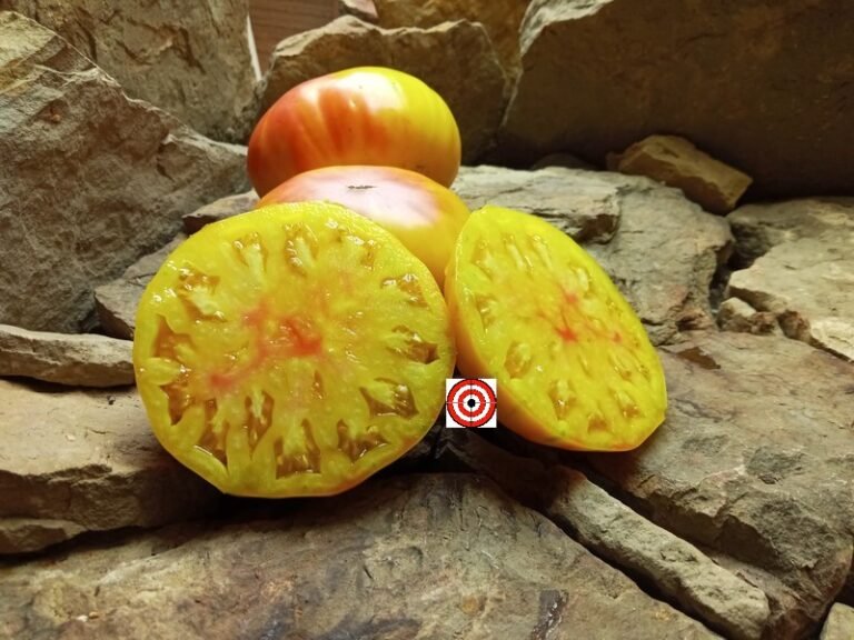 Hazel Mae Tomato-Bounty Hunter Seeds-Heirloom Tomato Seeds