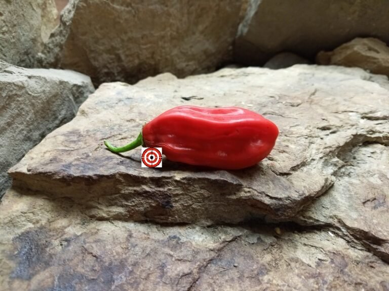 Yaki Blue Fawn Pepper-Bounty Hunter Seeds-Rare Pepper Seeds