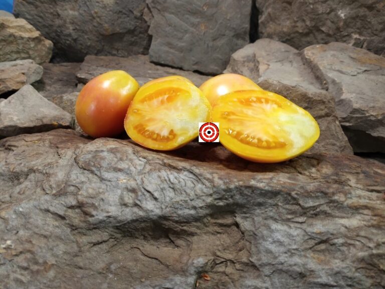 Kozula 134 Tomato-Bounty Hunter Seeds- Rare Heirloom Seeds