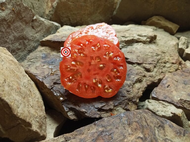 Marriage Genuwine F2 Tomato-Bounty Hunter Seeds-Heirlooms