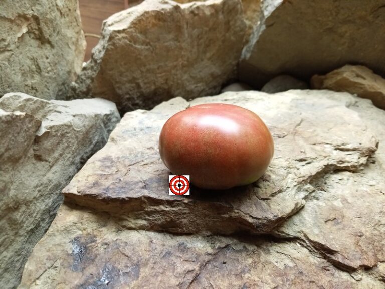 Marizol Maroon Tomato-Bounty Hunter Seeds-Heirloom Tomatoes
