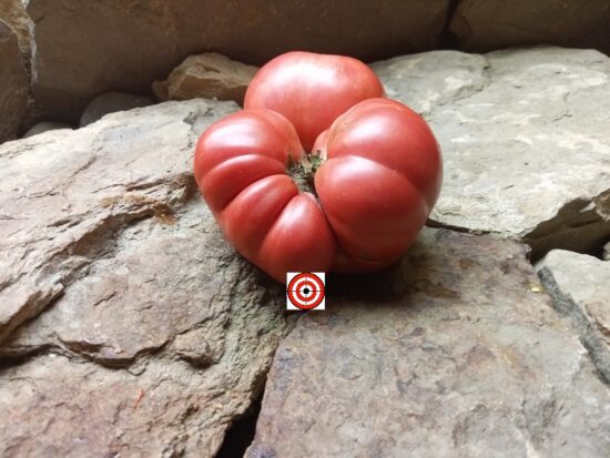 Millionaire Tomato-Bounty Hunter Seeds-Rare Heirloom Tomatoes