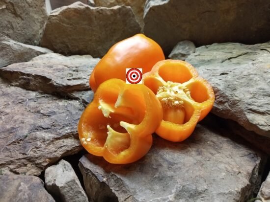 Orange Bell Pepper-Bounty Hunter Seeds-Heirloom Pepper Seeds