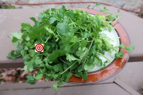 Cilantro Slow Bolt (Whole Seeds)-Bounty Hunter Seeds-Heirlooms