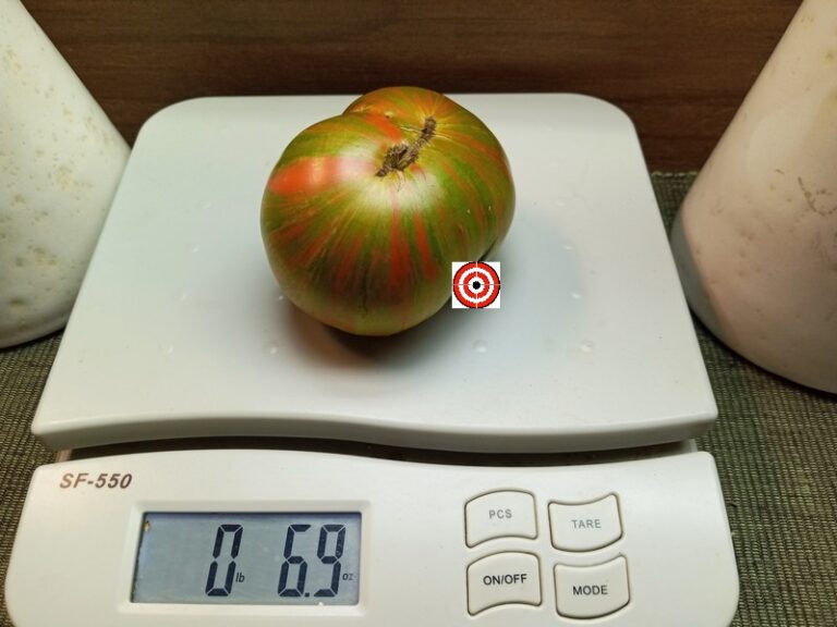 Irish Stripes Tomato-Bounty Hunter Seeds-Heirloom Tomato Seeds