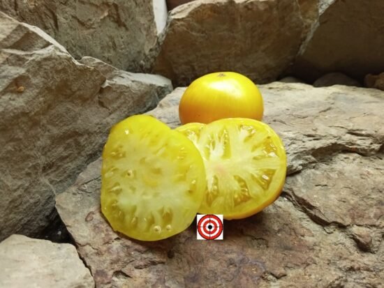 Pineapple Pig Tomato-Bounty Hunter Seeds-Heirloom Tomatoes