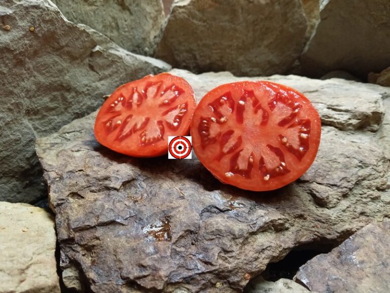 Purple Calypso Tomato-Bounty Hunter Seeds-Dean Slater Seeds