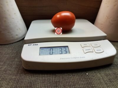 Russian Big Roma Tomato-Bounty Hunter Seeds-Rare Heirlooms