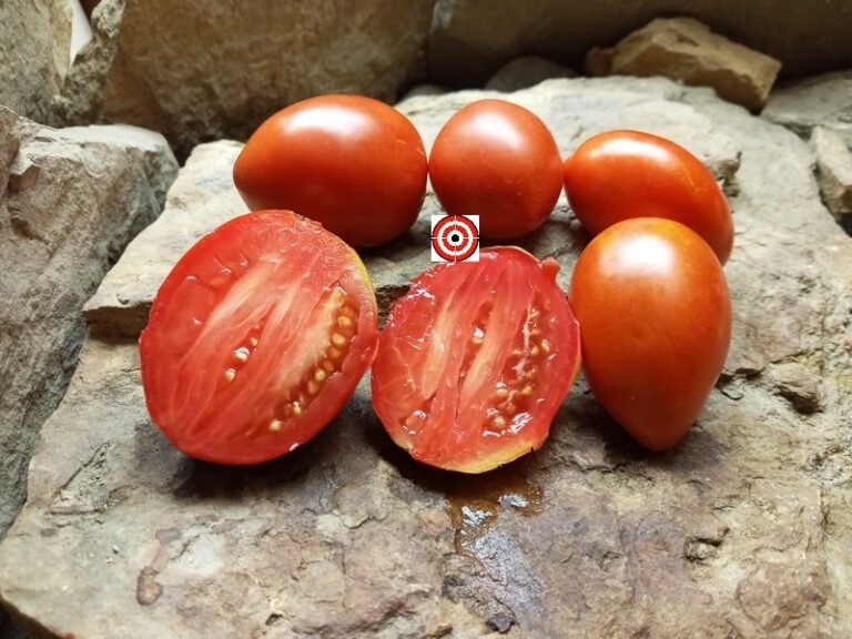 Russian Big Roma Tomato-Bounty Hunter Seeds-Rare Heirlooms