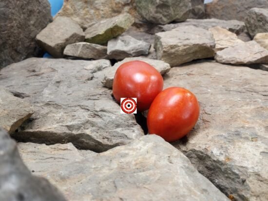 Russian Big Roma Tomato-Bounty Hunter Seeds-Rare Heirlooms