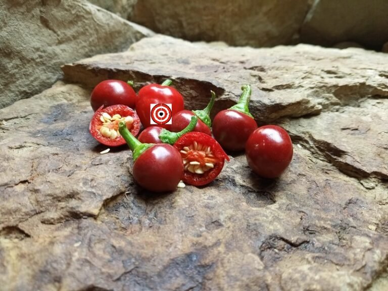 Satan's Kiss Pepper-Bounty Hunter Seeds-Rare Pepper Seeeds