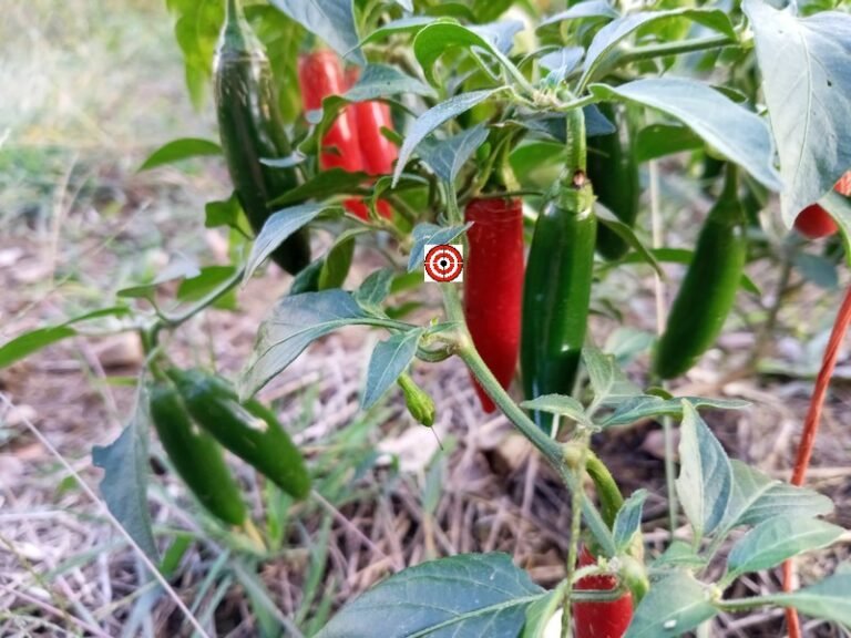 Serrano Tampiqueno Pepper-Bounty Hunter Seeds-Heirloom Seed