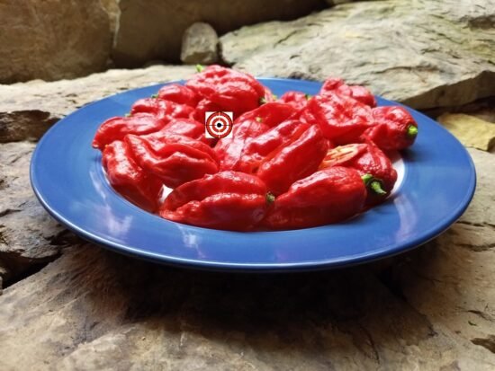 Ghost Pepper-Bounty Hunter Seeds-Rare Heirloom Pepper Seeds