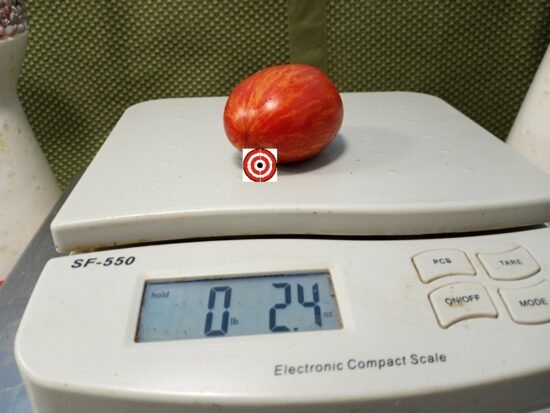 Trenton's Tiger Tomato-Organic, Heirlooms-Bounty Hunter Seeds