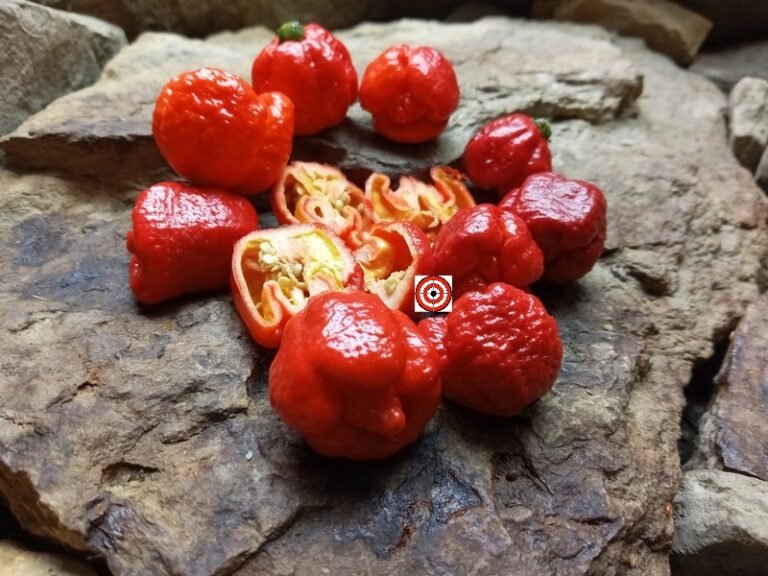 Trinidad Scorpion Butch T Pepper-Bounty Hunter Seeds-Heirlooms
