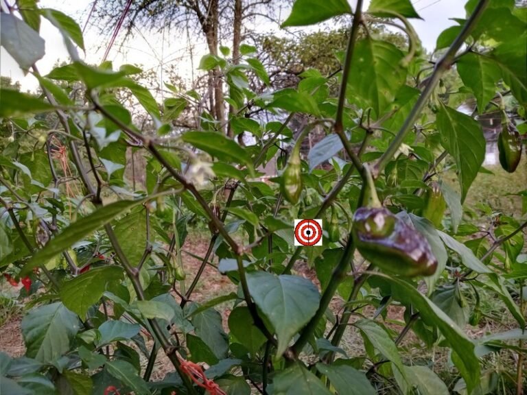 Yaki Blue Fawn Pepper-Bounty Hunter Seeds-Rare Pepper Seeds