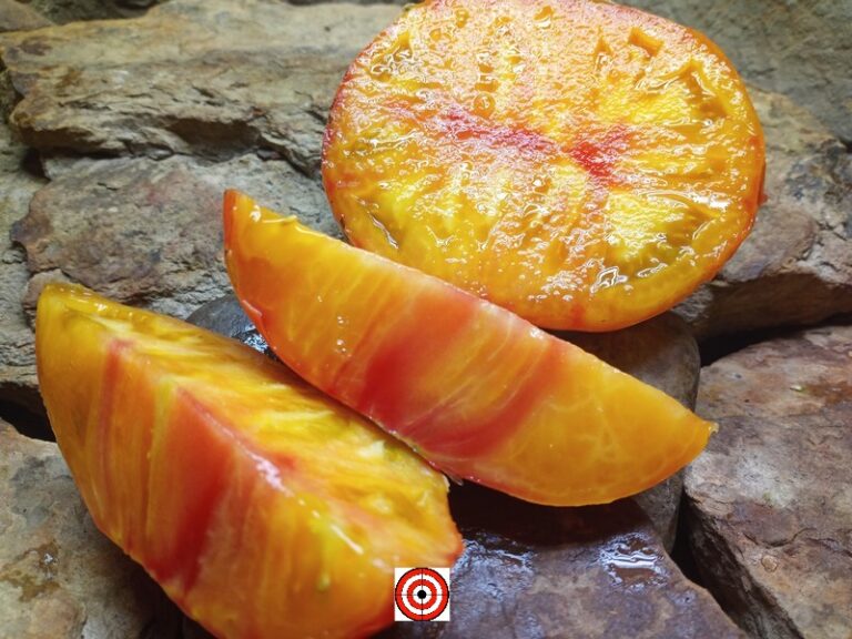 5 Best Bicolored Dwarf Tomatoes by Bounty Hunter Seeds