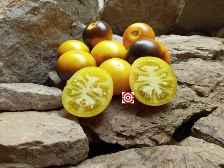 5 Best Blue Tomatoes of the 2022 Season by Bounty Hunter Seeds