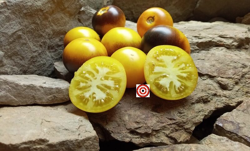 5 Best Blue Tomatoes of the 2022 Season by Bounty Hunter Seeds