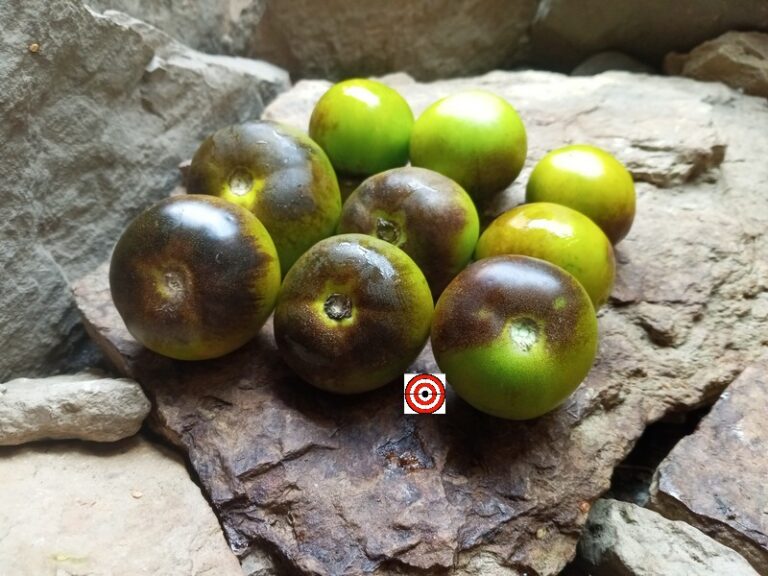 5 Best Blue Tomatoes of the 2022 Season by Bounty Hunter Seeds