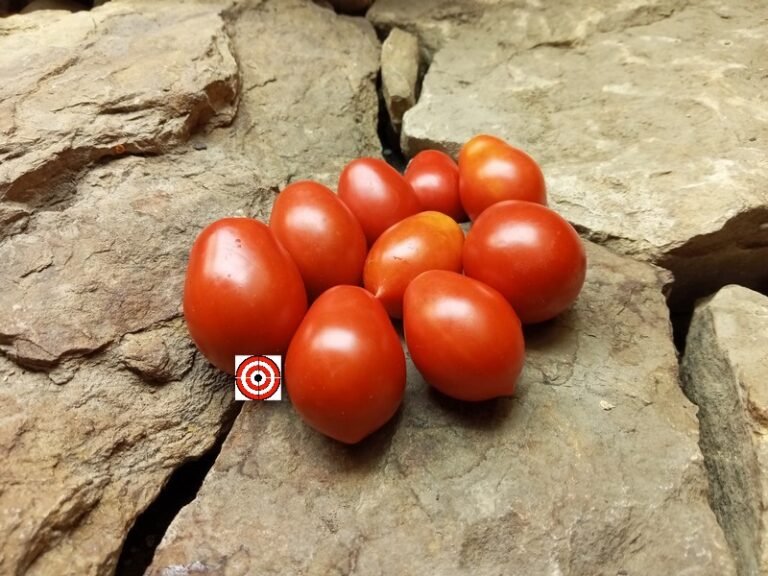 5 Best Canning Dwarf Tomatoes by Bounty Hunter Seeds