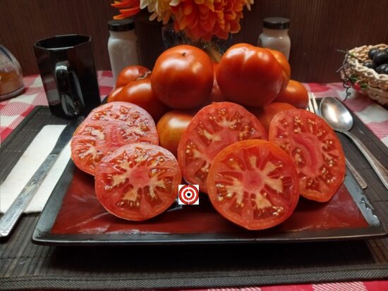 5 Best Red Beefsteak Tomatoes for Market - Bounty Hunter Seeds