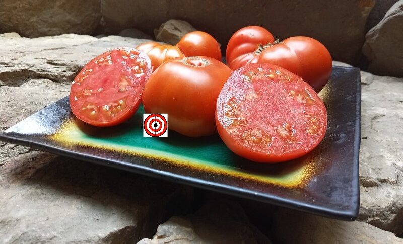 5 Best Red-Pink Dwarf Tomatoes by Bounty Hunter Seeds