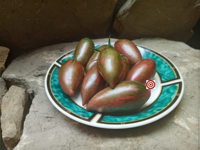 5 Best Striped Dwarf Tomatoes by Bounty Hunter Seeds-Heirlooms