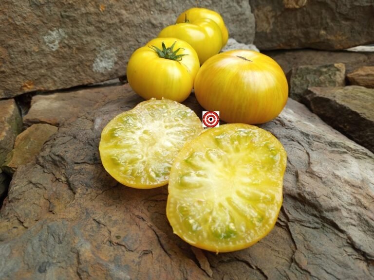 5 Best Striped Dwarf Tomatoes by Bounty Hunter Seeds-Heirlooms