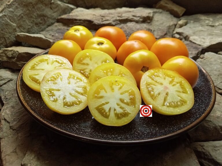 5 Best Yellow Dwarf Tomatoes by Bounty Hunter Seeds-Heirlooms