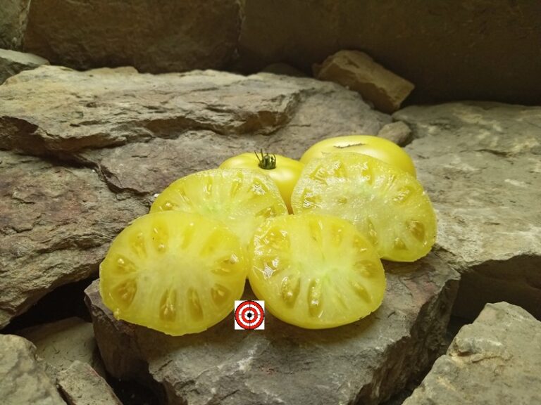 5 Best Yellow Dwarf Tomatoes by Bounty Hunter Seeds-Heirlooms