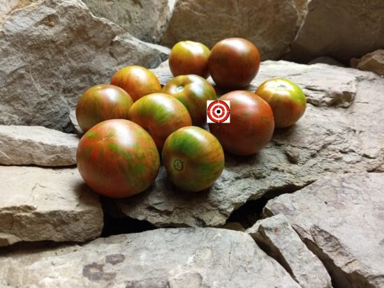 Heirloom Tomato Pictures 7 by Bounty Hunter Seeds