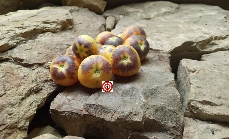 5 Best Dean Slater Tomatoes from 2022 by Bounty Hunter Seeds