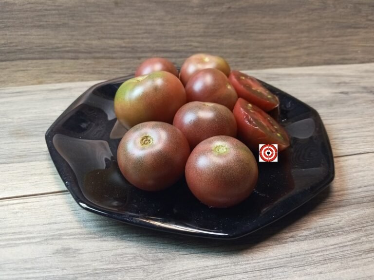 The Best Dwarf Tomato Project Tomatoes Dwarf Velvet Night Tomato Seeds ...