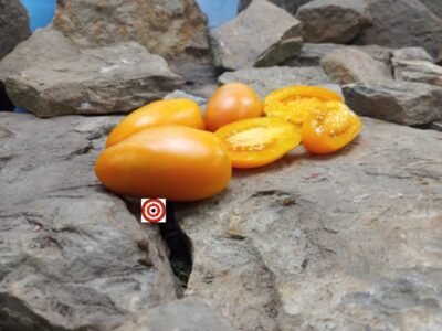 Dwarf Laura's Bounty Tomato-Bounty Hunter Seeds-Heirloom Seed