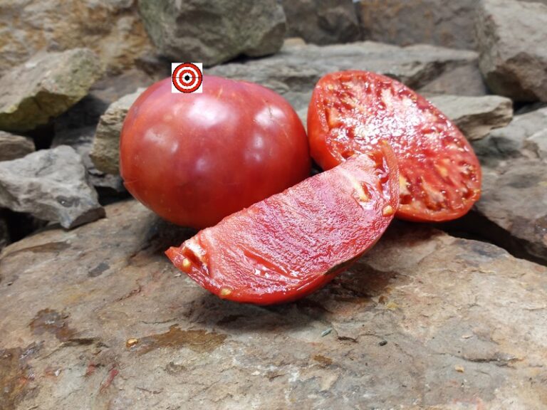 Napa Giant Tomato - Bounty Hunter Seeds- Rare, Heirloom Seeds