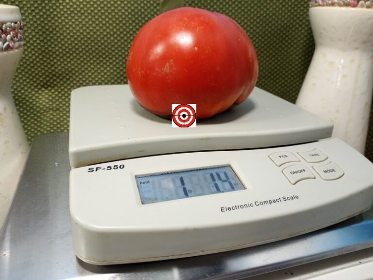 Uncle Johnny's Giant Tomato-Bounty Hunter Seeds-Heirloom Seed