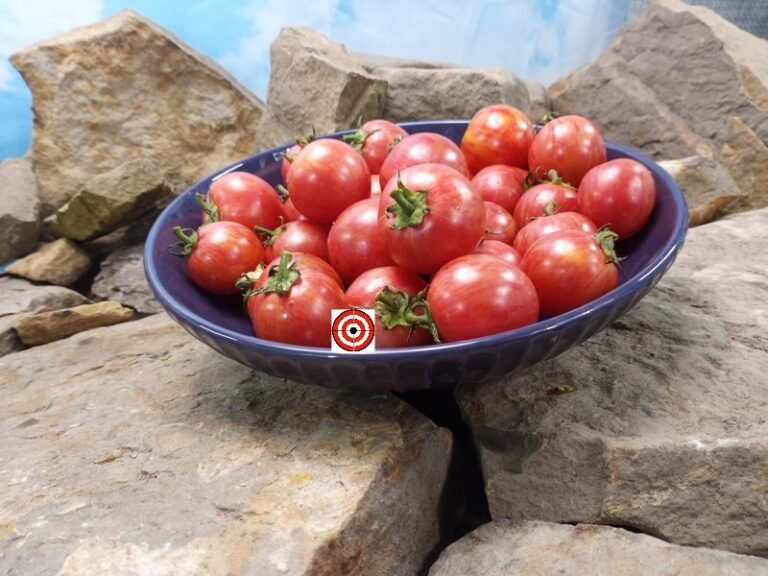 Dwarf Raspberry Beret Tomato-Bounty Hunter Seeds-Tomato Seeds