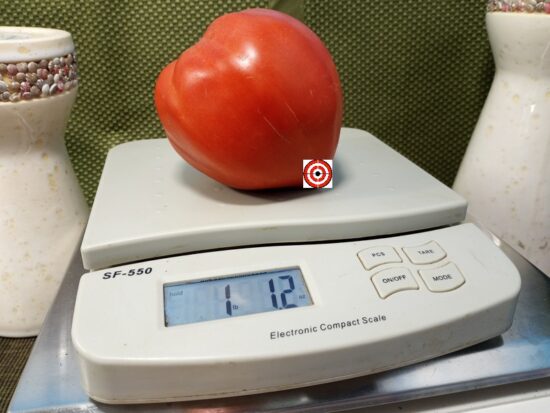 Indiana Red Tomato-Bounty Hunter Seeds-Heirloom Seeds