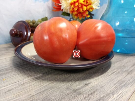 Indiana Red Tomato-Bounty Hunter Seeds-Heirloom Seeds