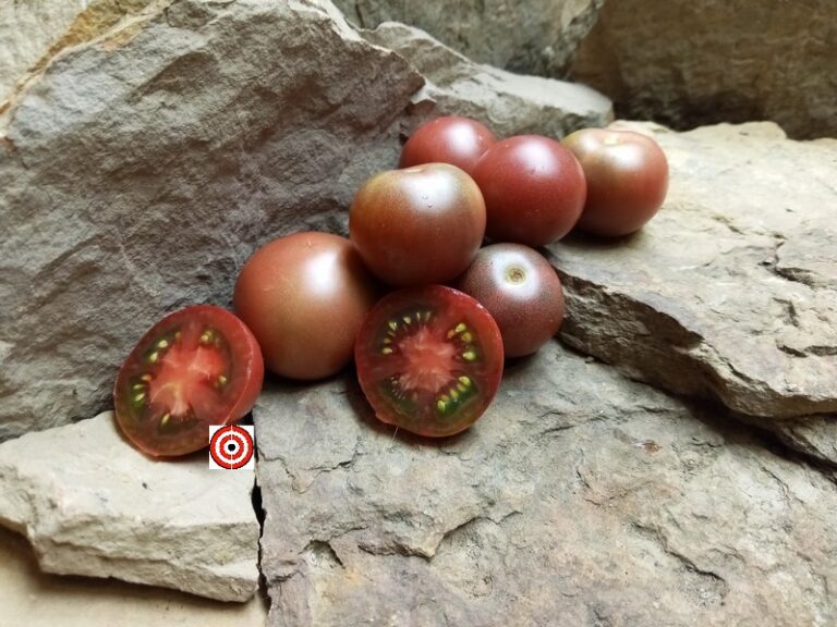 Heirloom Tomato Pictures 12 by Bounty Hunter Seeds-Tomato Seeds